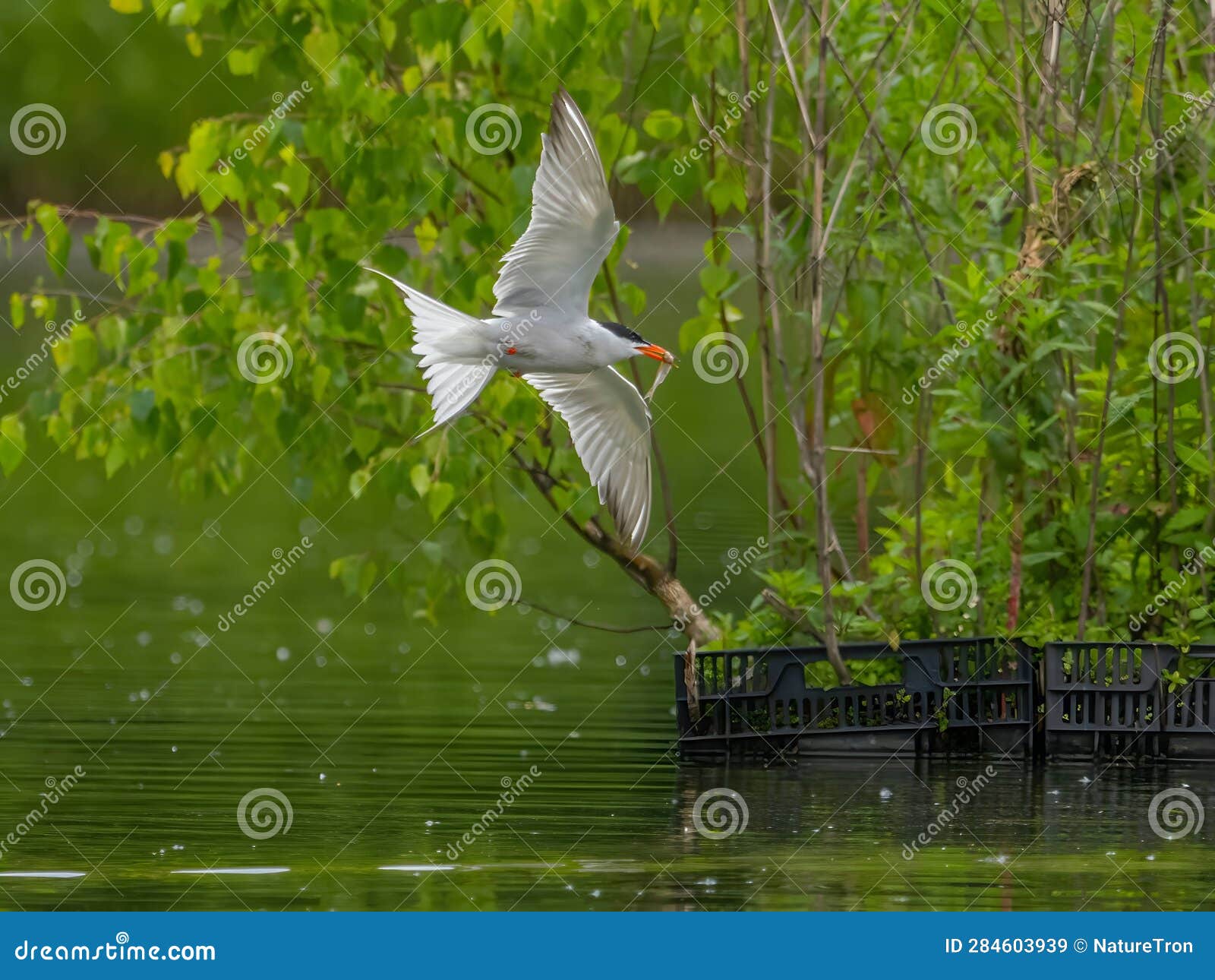 Common Tern in Flight Catching a Fish in Its Beak Stock Image - Image ...