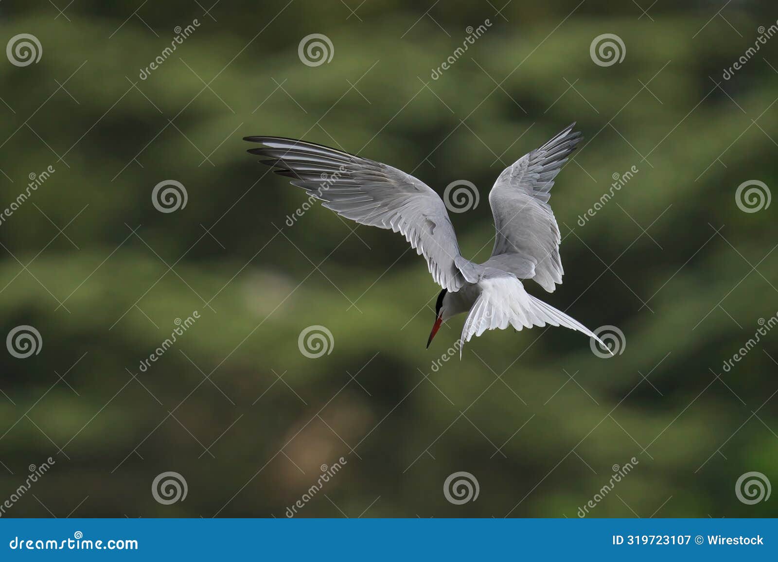 Common Tern in Flight, Eating Fish on a Tree Branch Stock Image - Image ...