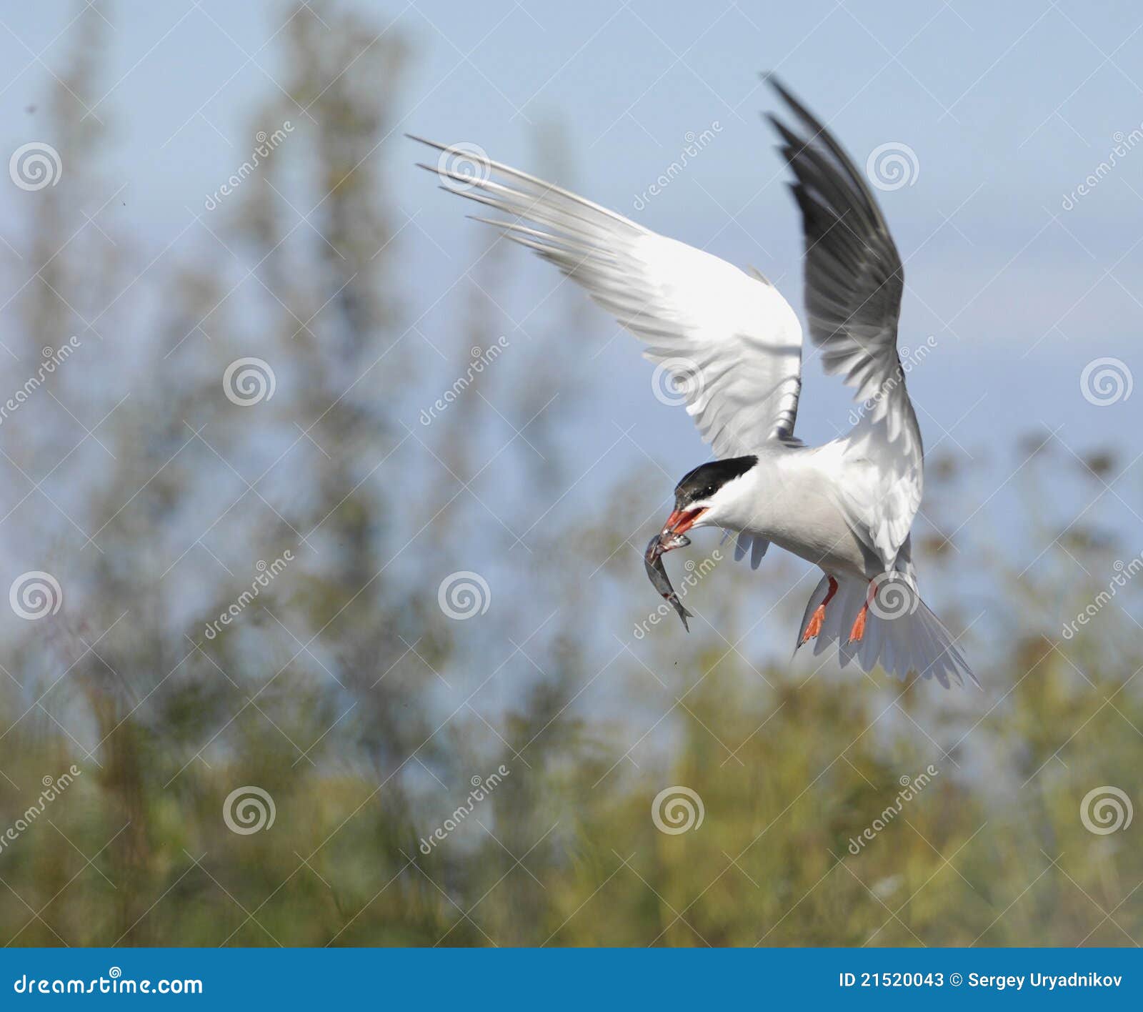 Common Tern in Flight with Fish. Stock Image - Image of freedom ...
