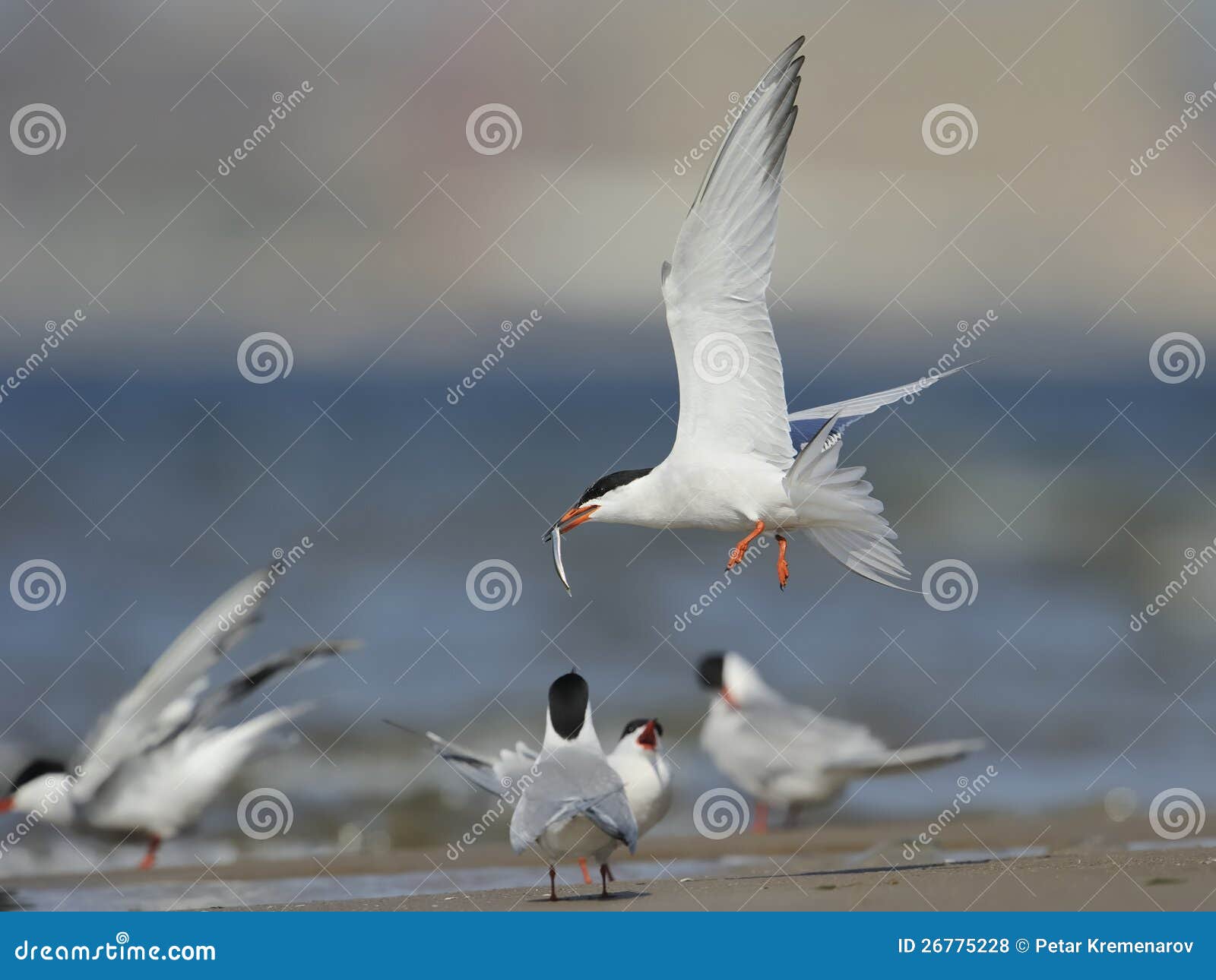 Common Tern in Flight with Fish Stock Photo - Image of tern, lovely ...