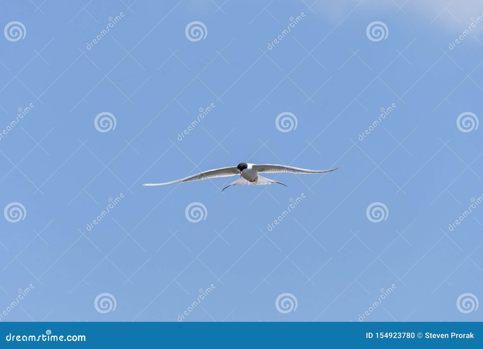 Common Tern in Flight stock photo. Image of bird, ornithology - 154923780