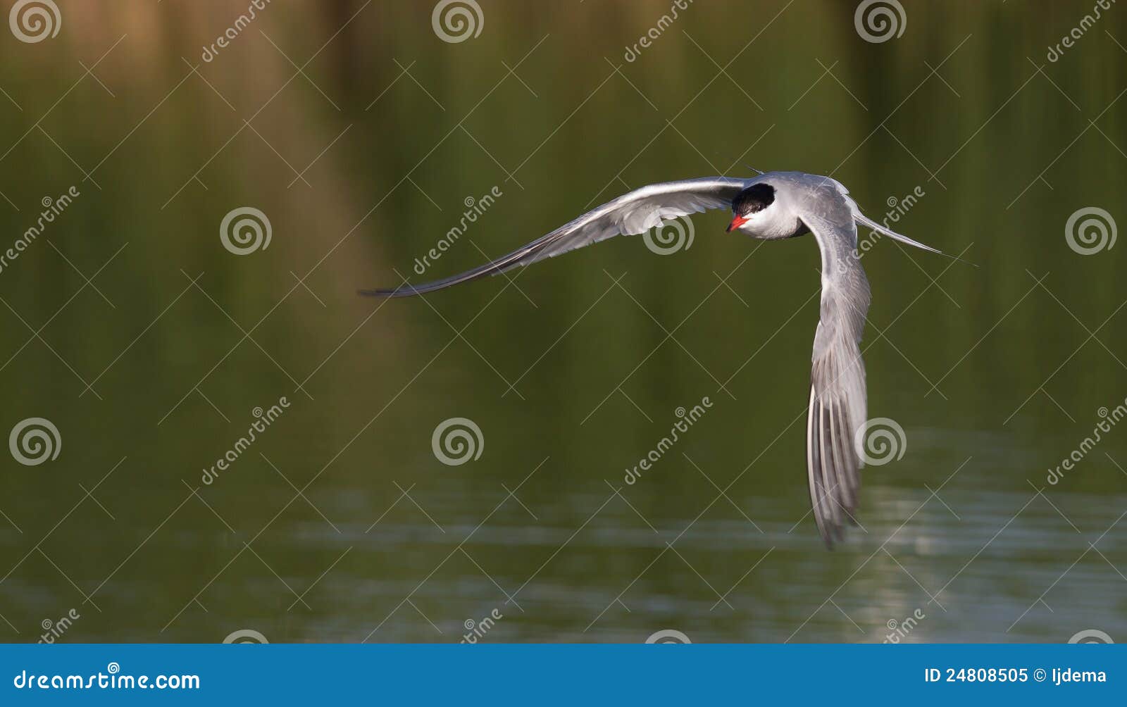 Common Tern flying stock image. Image of ornithology - 24808505