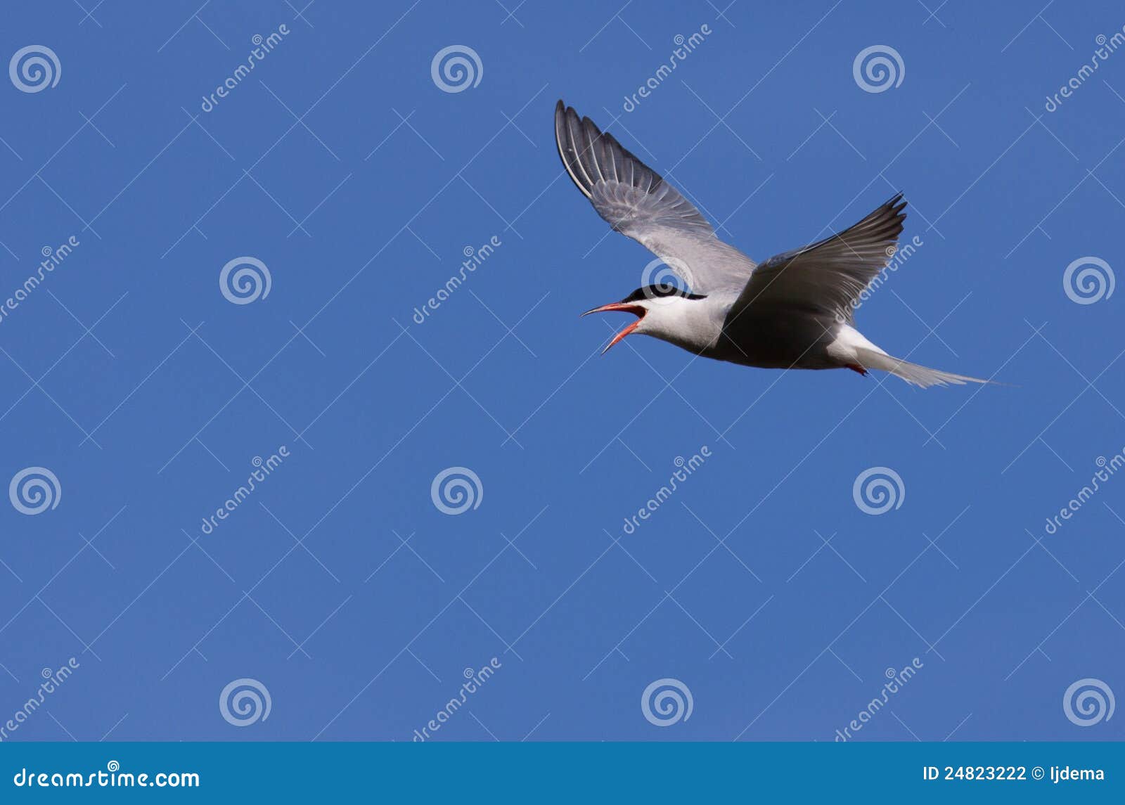 Common Tern flying stock photo. Image of fish, seabird - 24823222