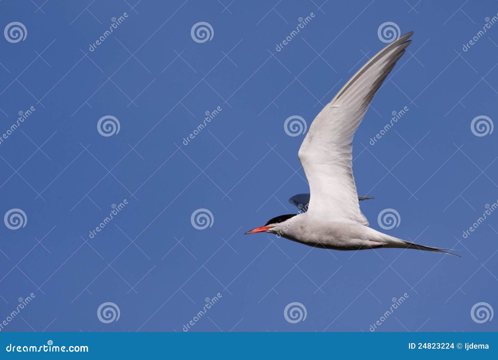 Common Tern flying stock photo. Image of river, ornithology - 24823224