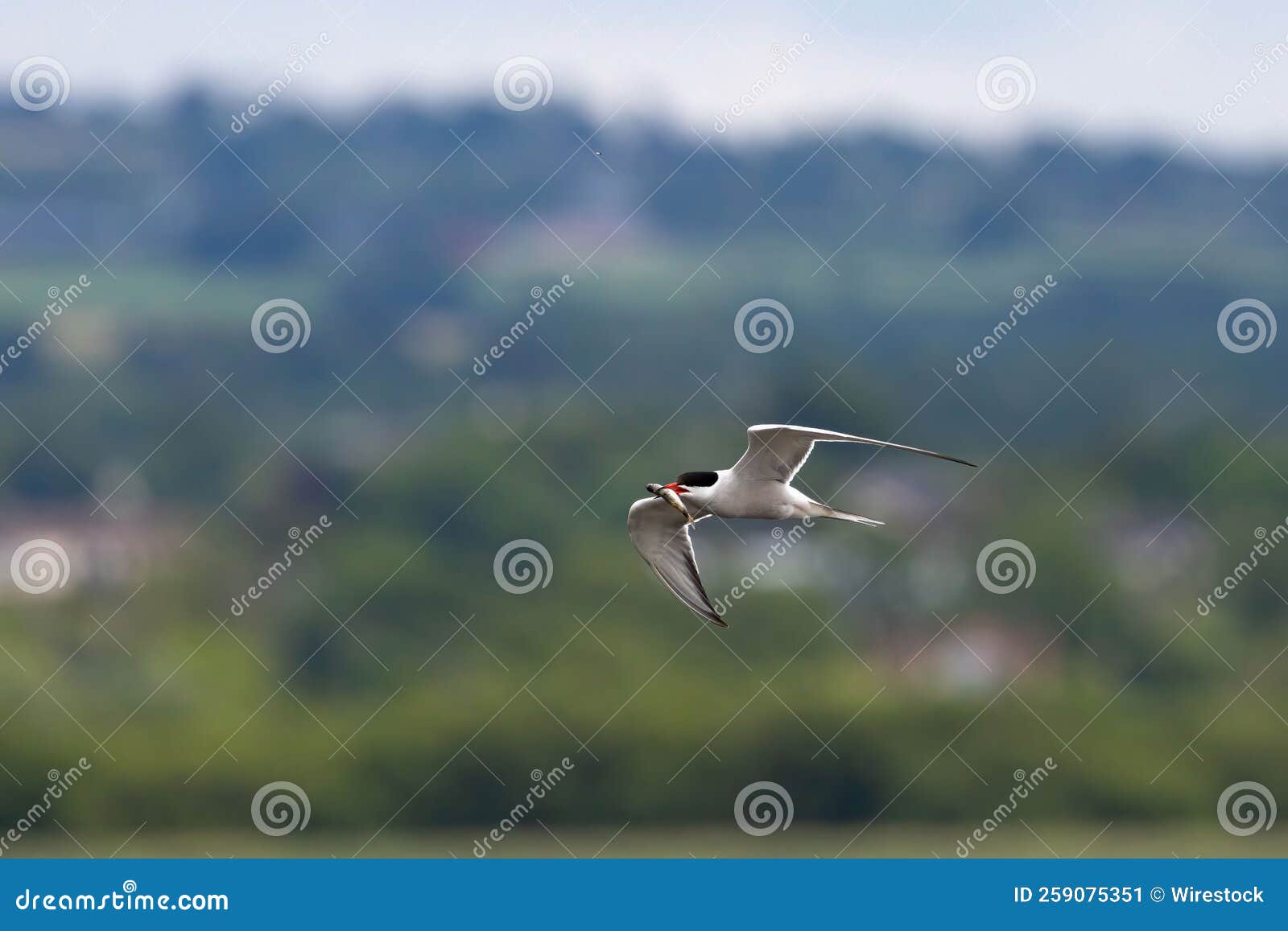 Common Tern Flying in the Air with a Fish in Its Beak Stock Image ...
