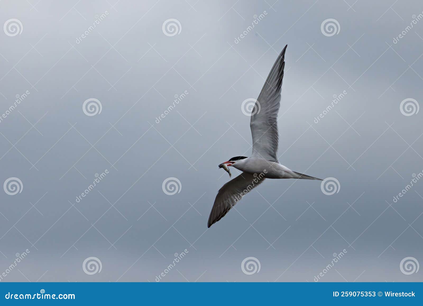Common Tern Flying in the Air with a Fish in Its Beak Stock Image ...