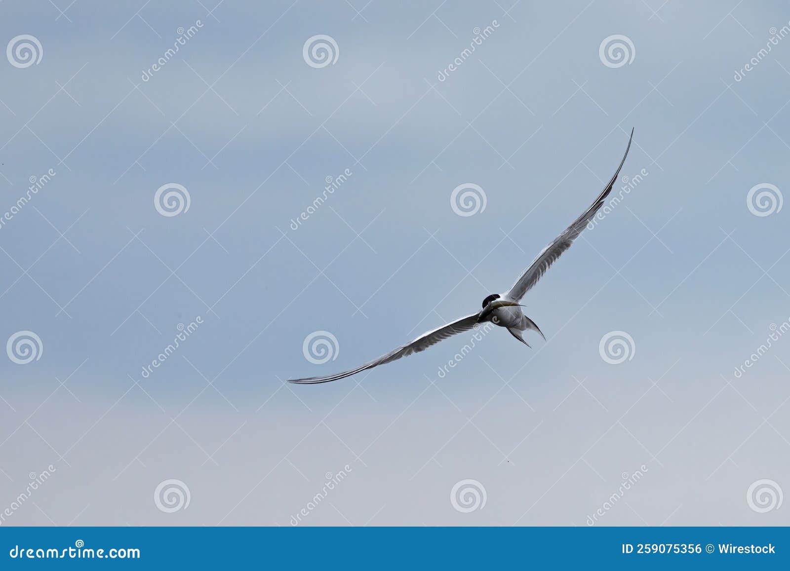 Common Tern Flying in the Air with a Fish in Its Beak Stock Photo ...
