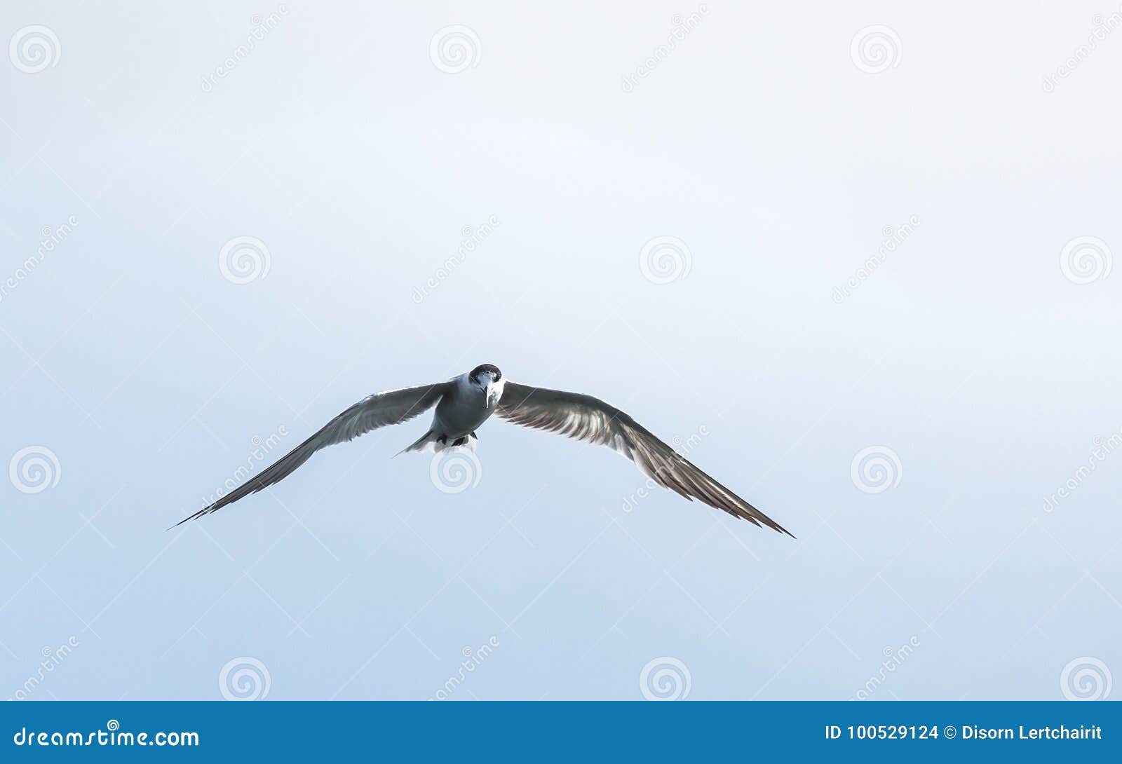 Common tern in flight stock photo. Image of wing, farne - 100529124