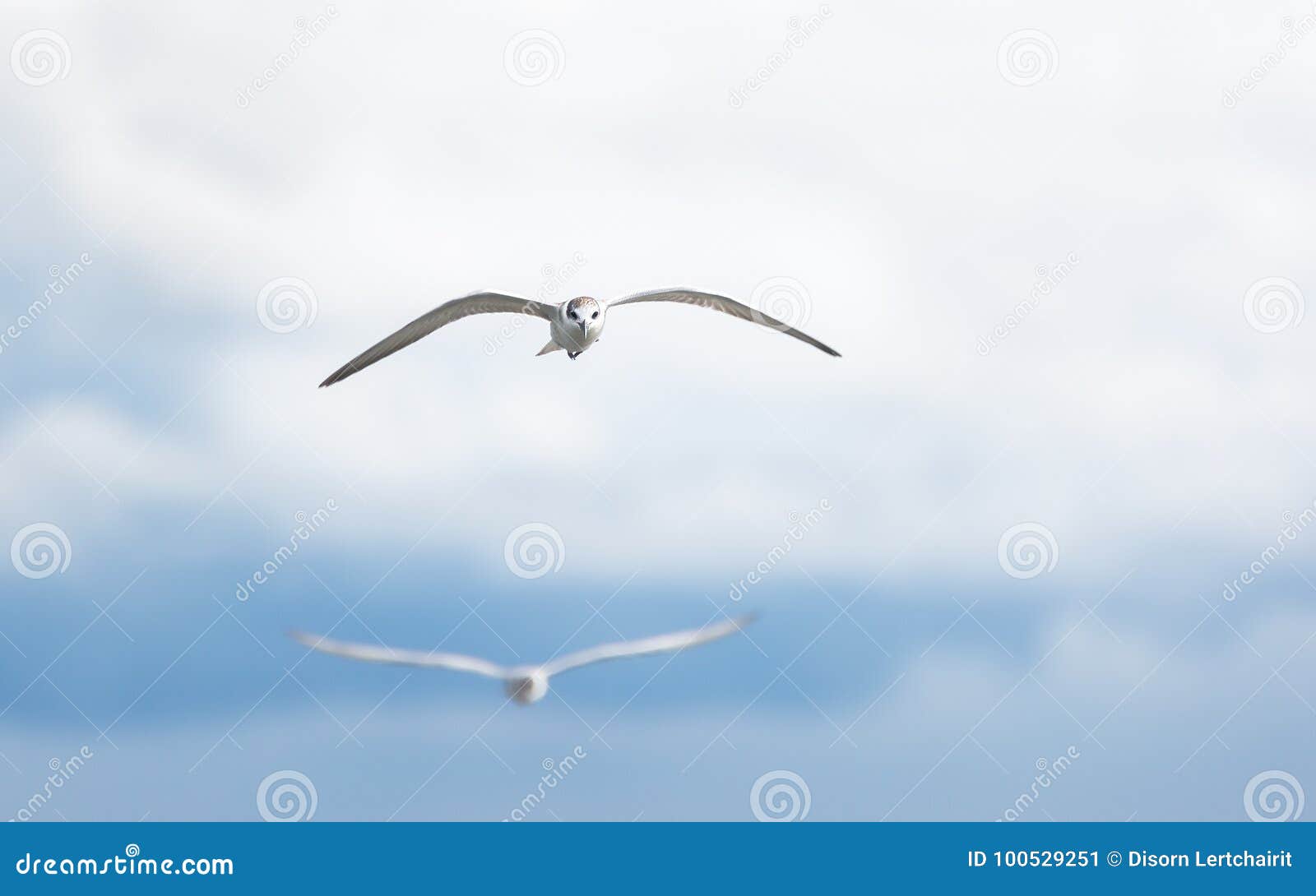 Common tern in flight stock image. Image of spreading - 100529251