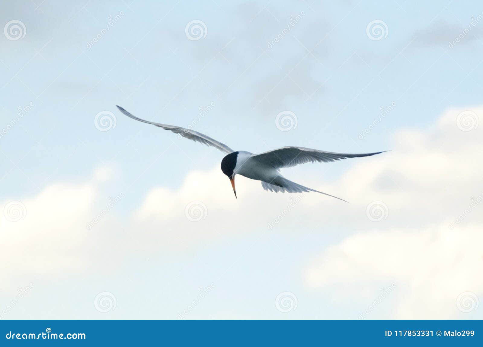 Common Tern Hovering Over the Ocean Stock Image - Image of feathers ...