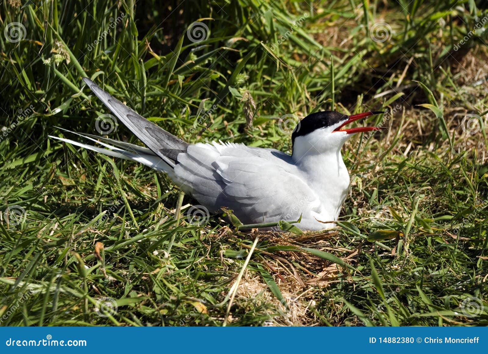 Common Tern on Nest. stock photo. Image of beaches, beach - 14882380