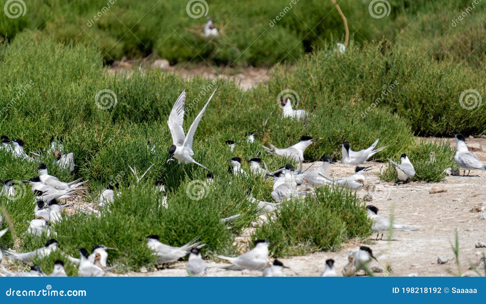 Common Tern Nesting Area Flying and Feeding Chicks Stock Photo - Image ...