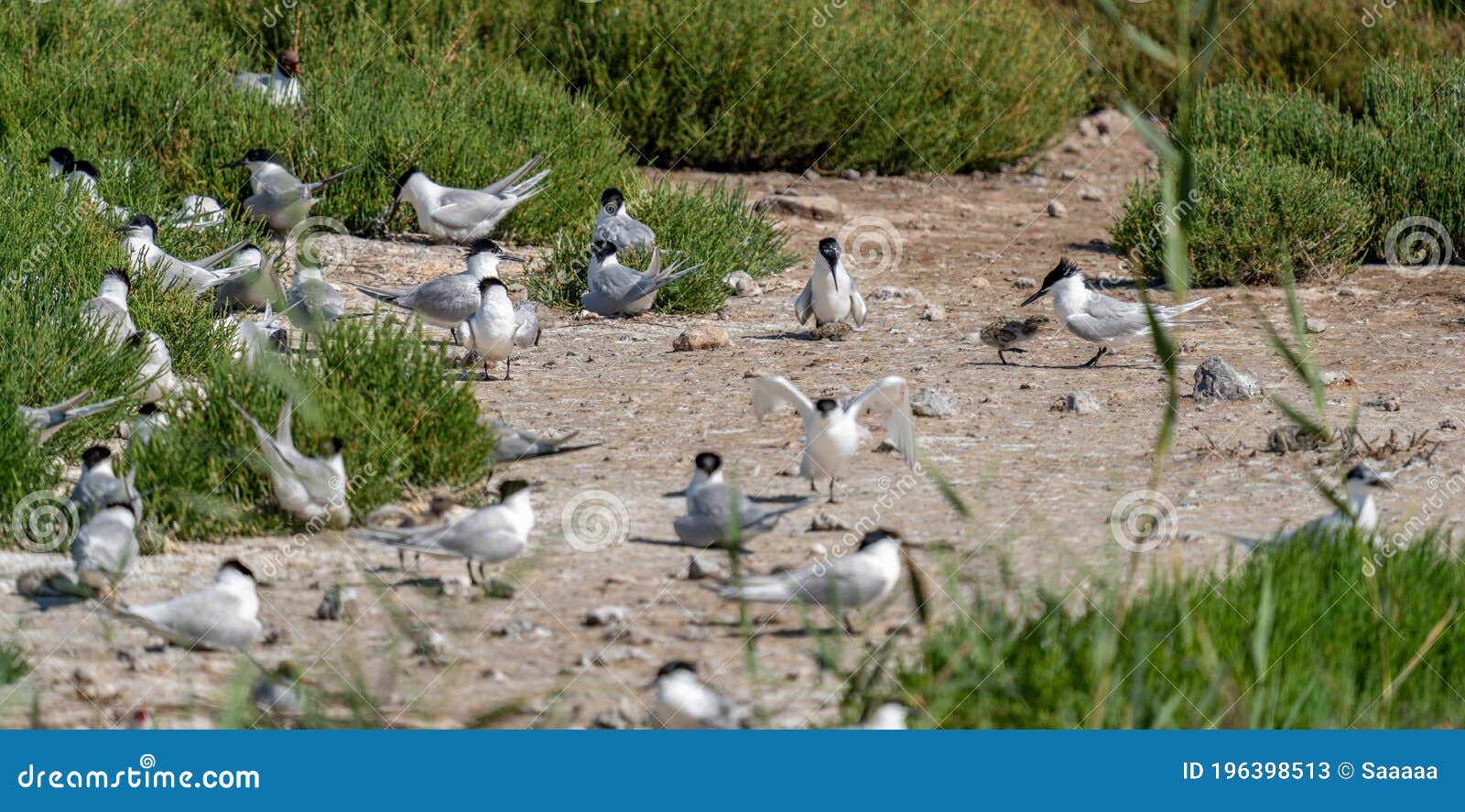 Common Tern Nesting Zone with Chicks Panorama Stock Image - Image of ...
