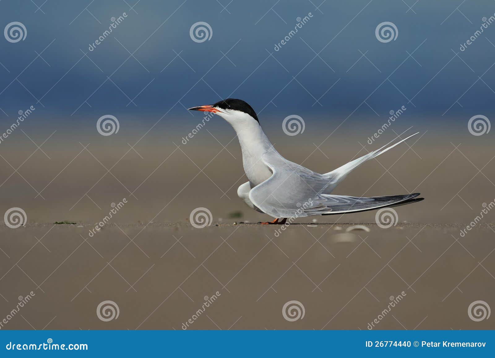 Common tern is posing stock photo. Image of posing, beach - 26774440
