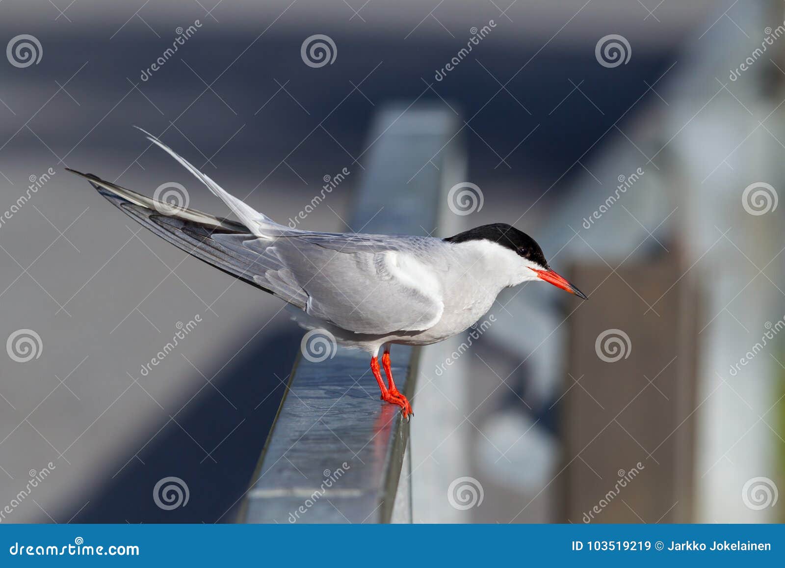 Common Tern Preparing To Dive Stock Image - Image of evening, dive ...