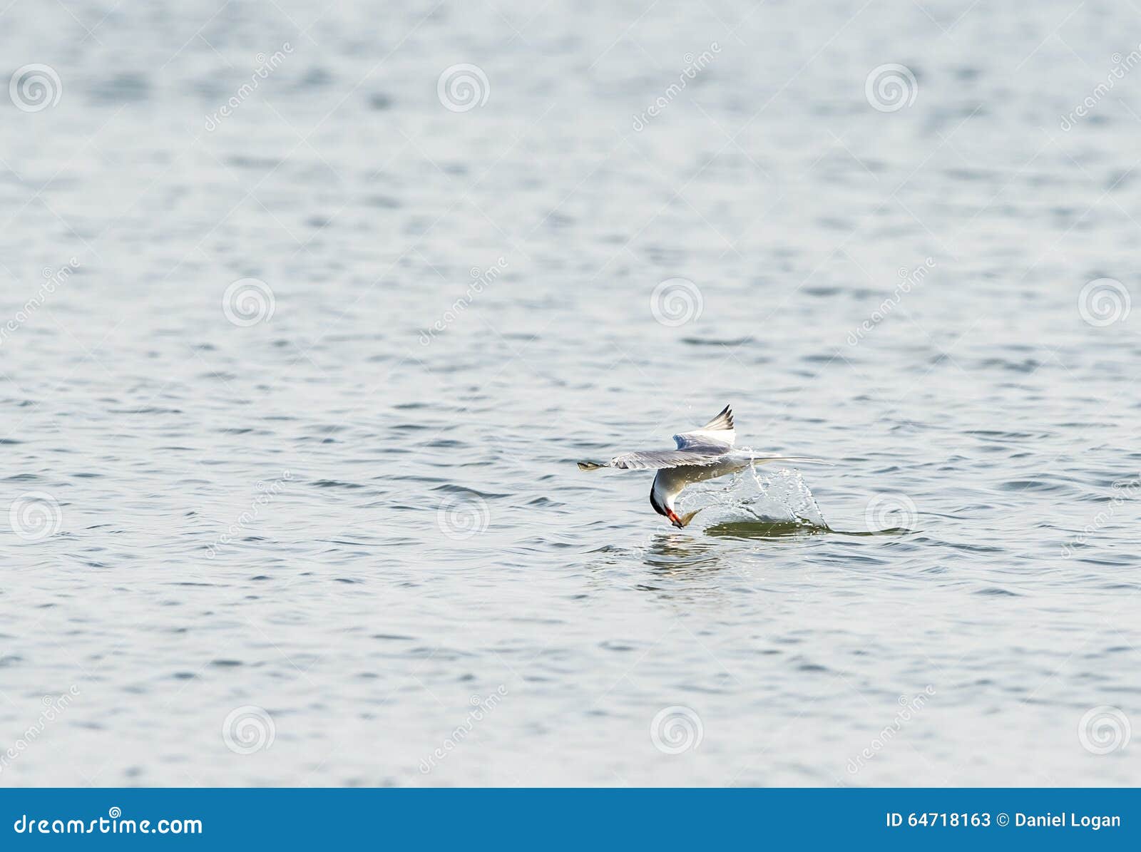 Tern Snaring Stock Photos - Free & Royalty-Free Stock Photos from ...