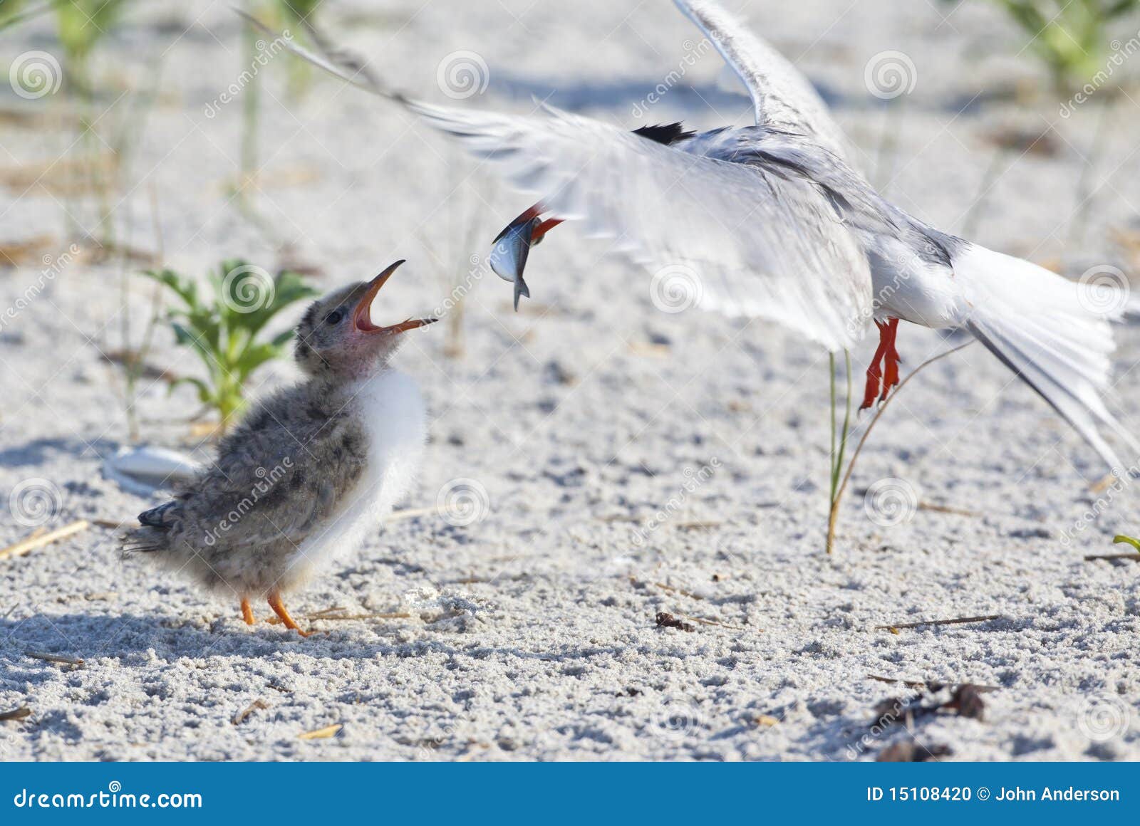 Common Tern (Sterna Hirundo) Stock Photo - Image of sterna, wildlife: 15108420