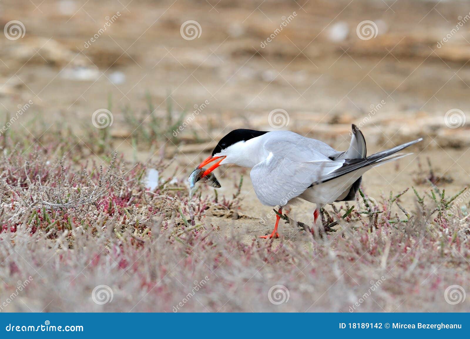 Common Tern (sterna Hirundo) Stock Photo - Image of animal, fish: 18189142