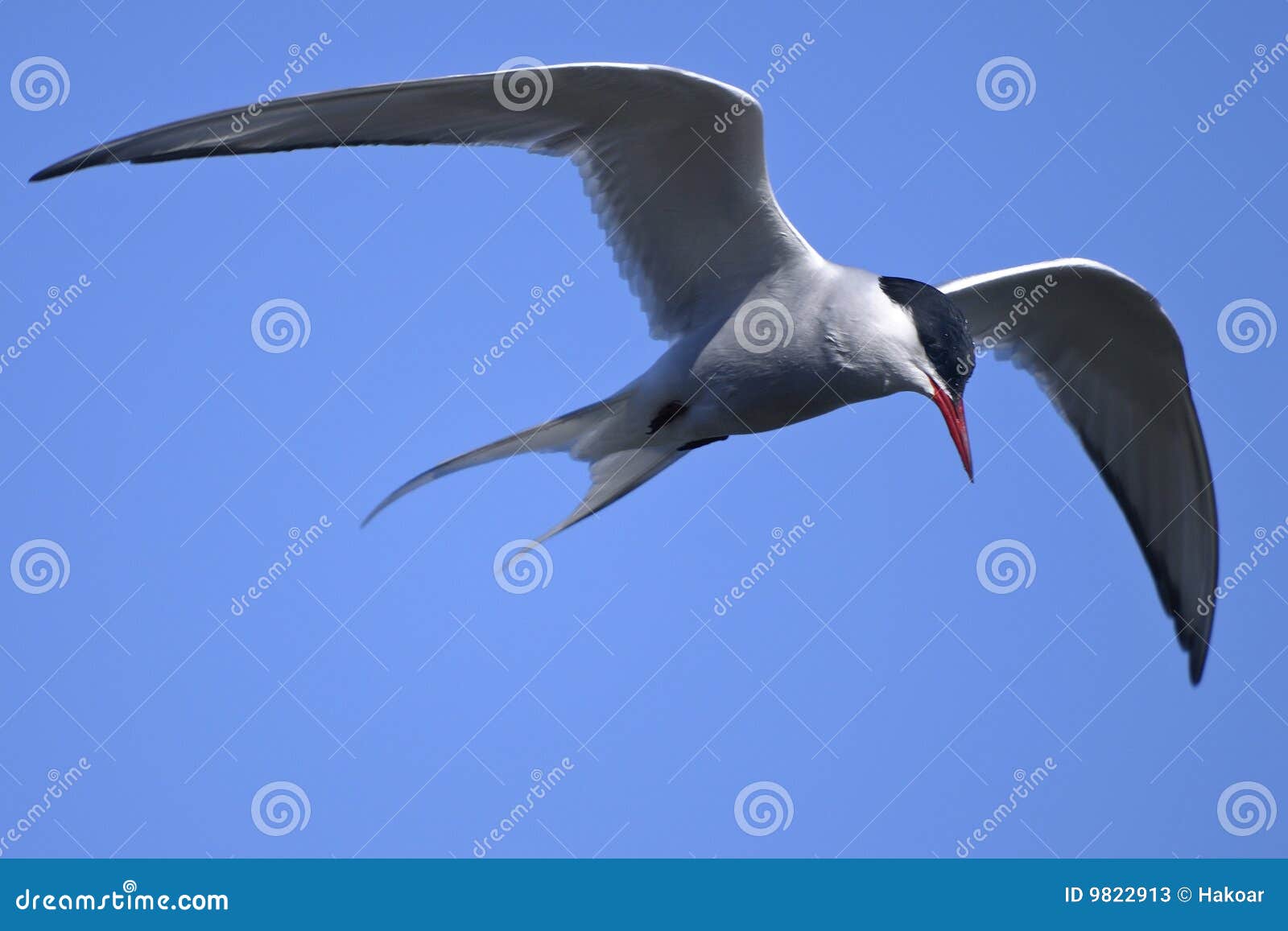 Common Tern, Sterna Hirundo, Is A Seabird Of The Tern Family Sternidae ...