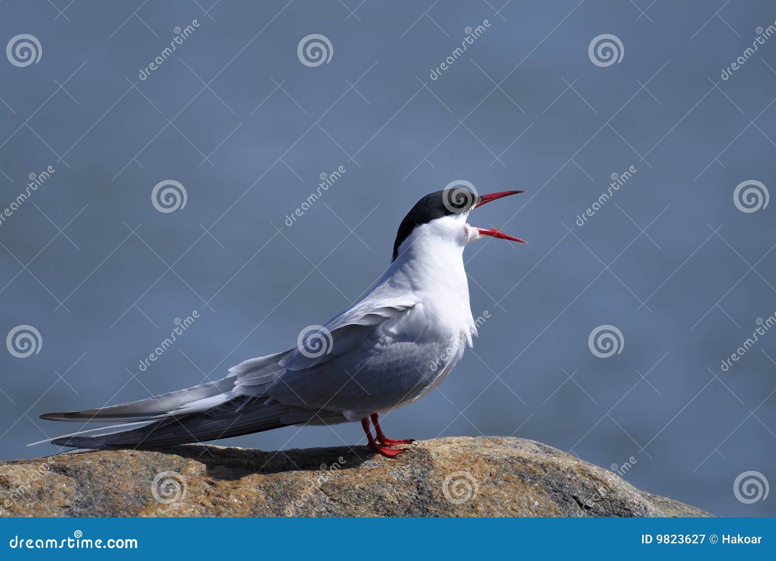Common Tern, Sterna Hirundo, Is A Seabird Of The Tern Family Sternidae ...