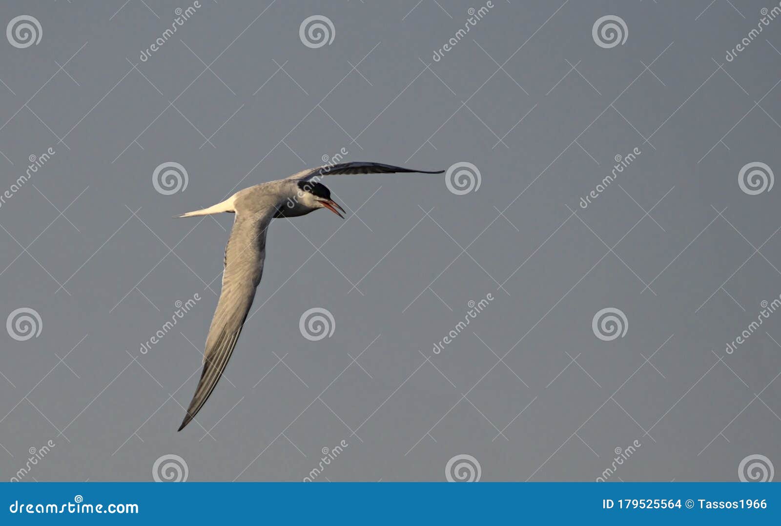 Common Tern, Greece stock photo. Image of horizontal - 179525564