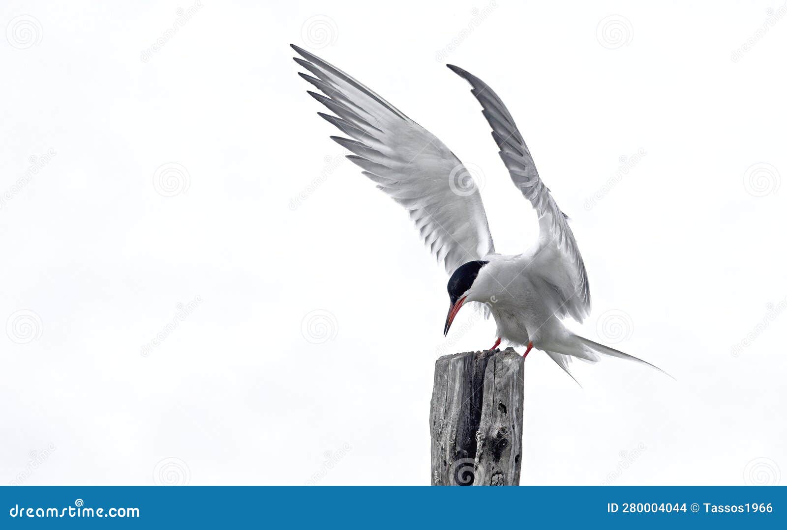Common Tern, Greece stock photo. Image of avian, fauna - 280004044