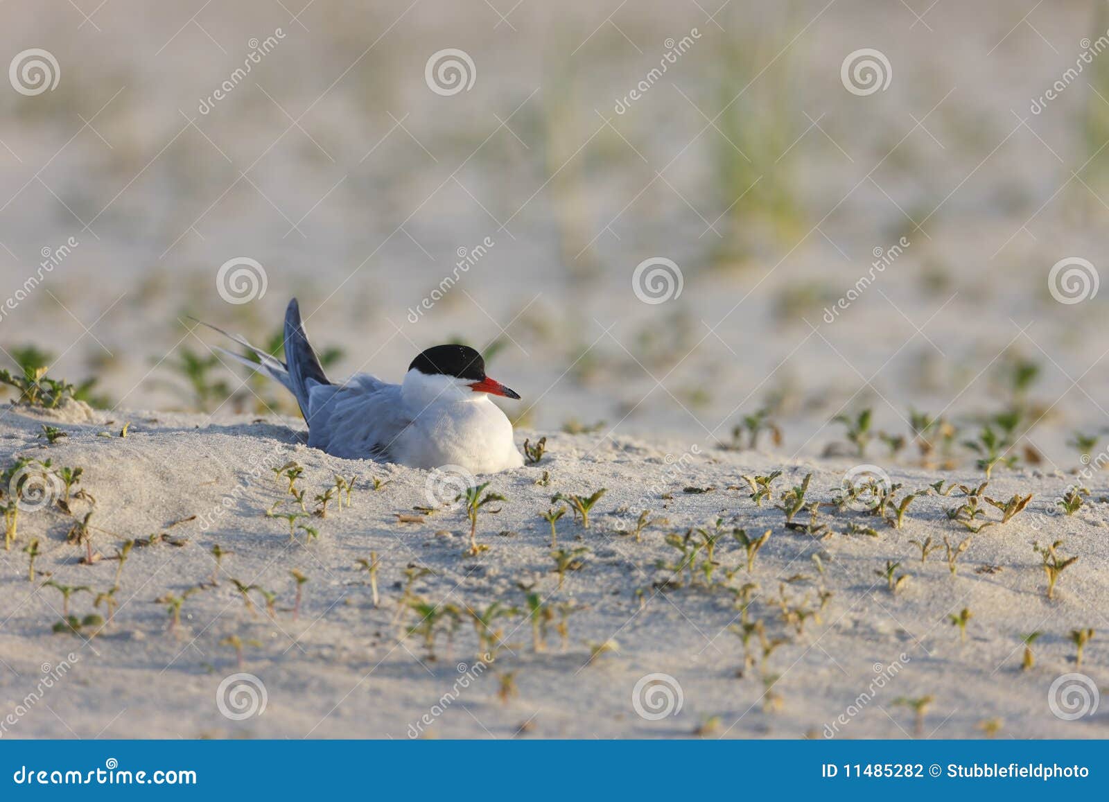 Common Tern, Sterna Hirundo, Is A Seabird Of The Tern Family Sternidae ...