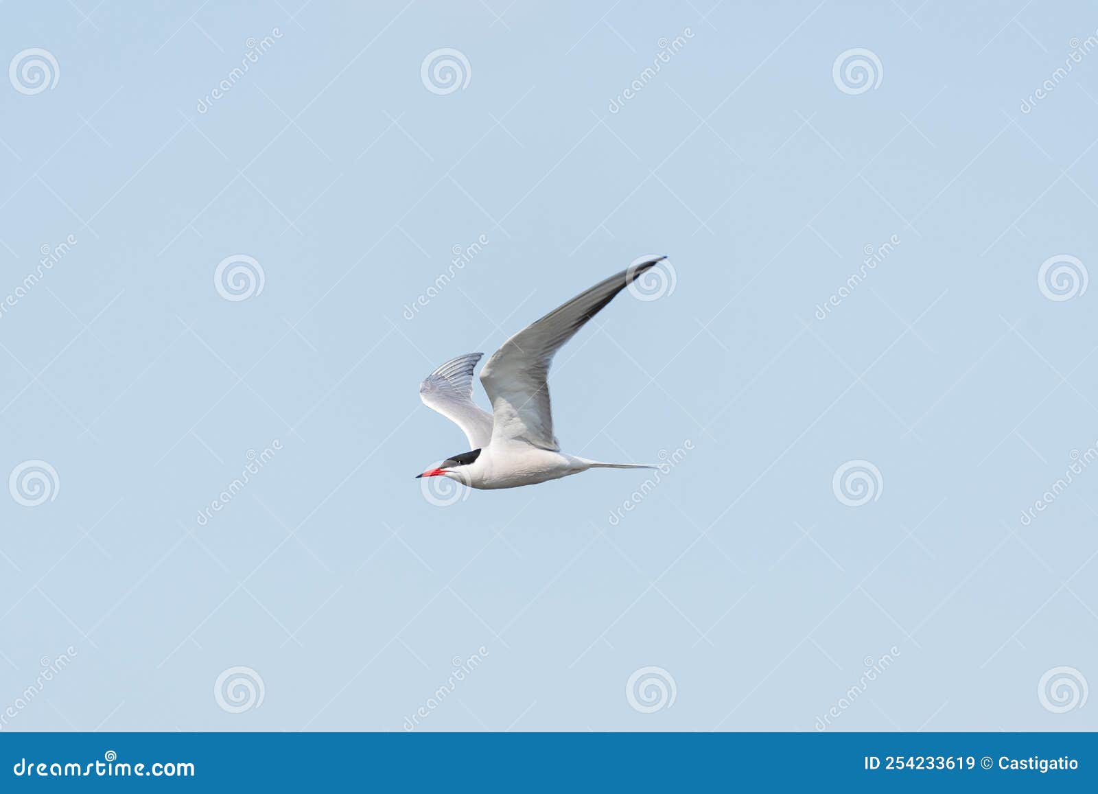 Common Tern - Sterna Hirundo - a Medium-sized Migratory Water Bird with ...
