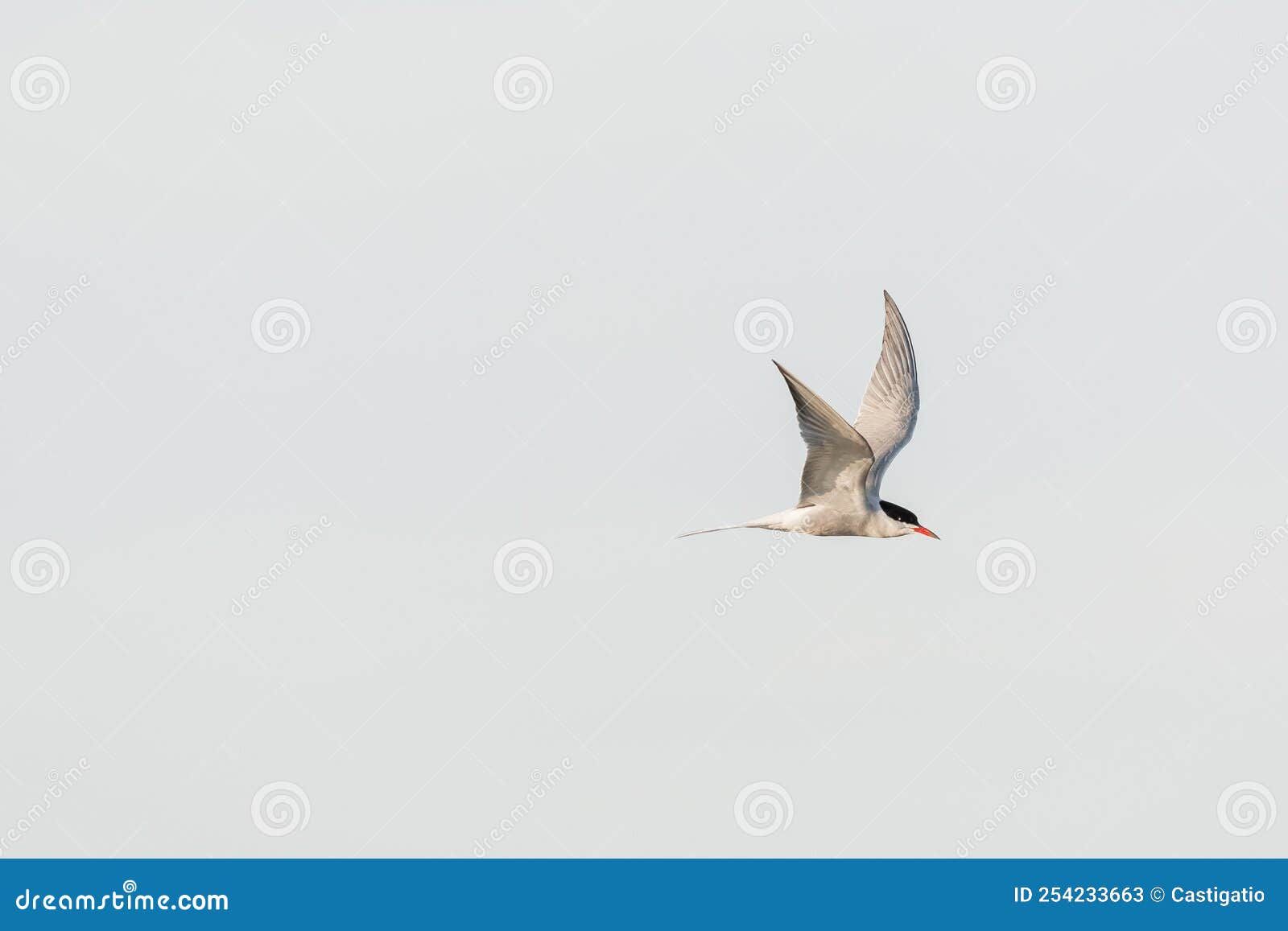 Common Tern - Sterna Hirundo - a Medium-sized Migratory Water Bird with ...