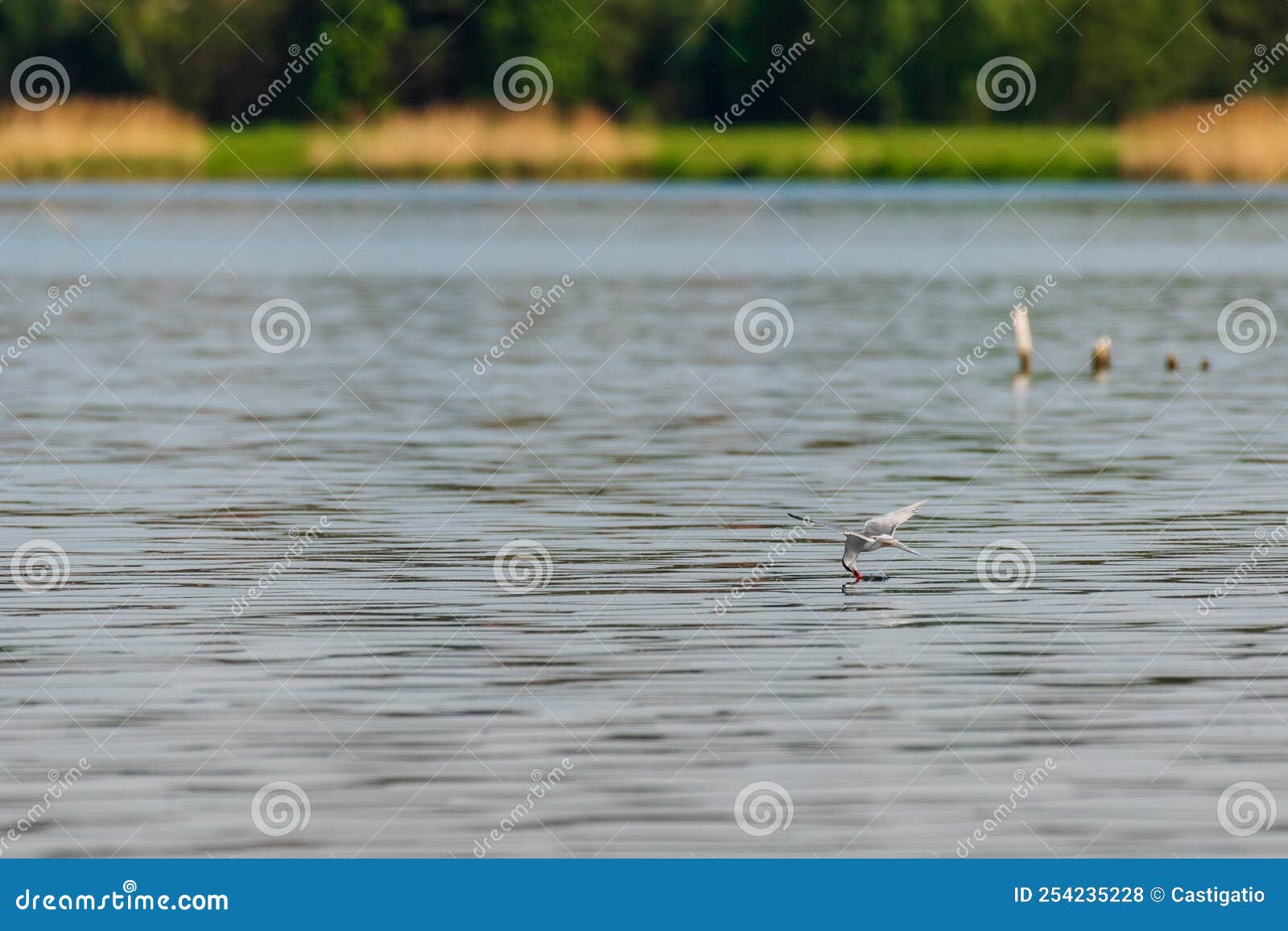 Common Tern - Sterna Hirundo - a Medium-sized Migratory Water Bird with ...