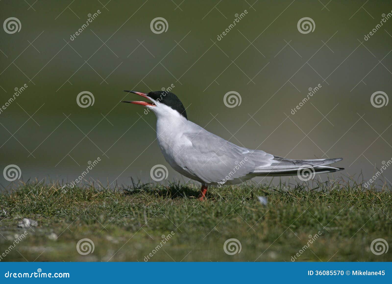 Common Tern, Sterna Hirundo Stock Photo - Image of wildlife, hirundo ...