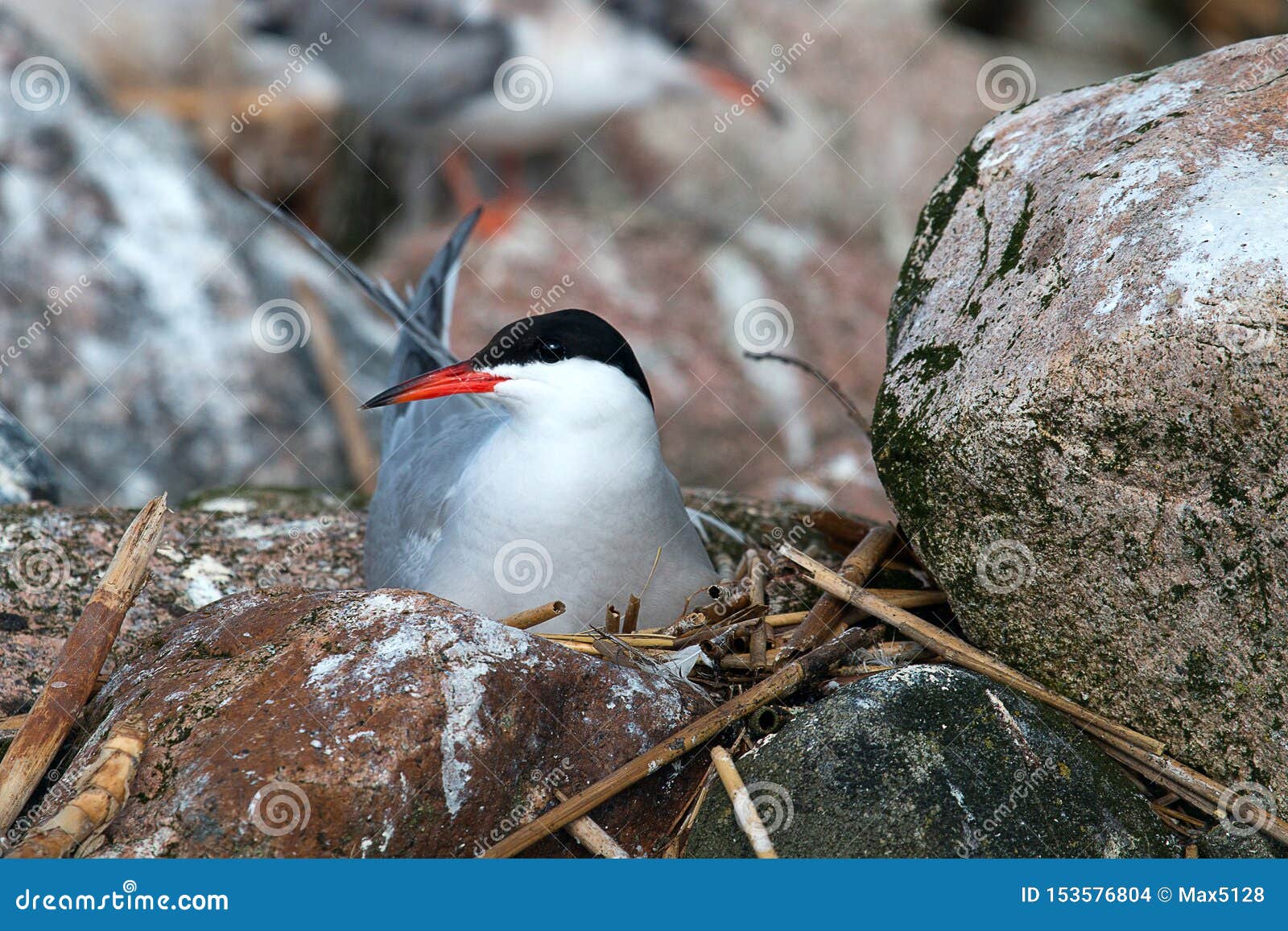 Common Tern (Sterna Hirundo) is Sitting on the Nest Stock Photo - Image ...