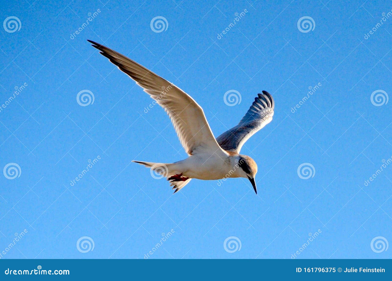 Common Tern stock image. Image of tern, plumage, hover - 161796375