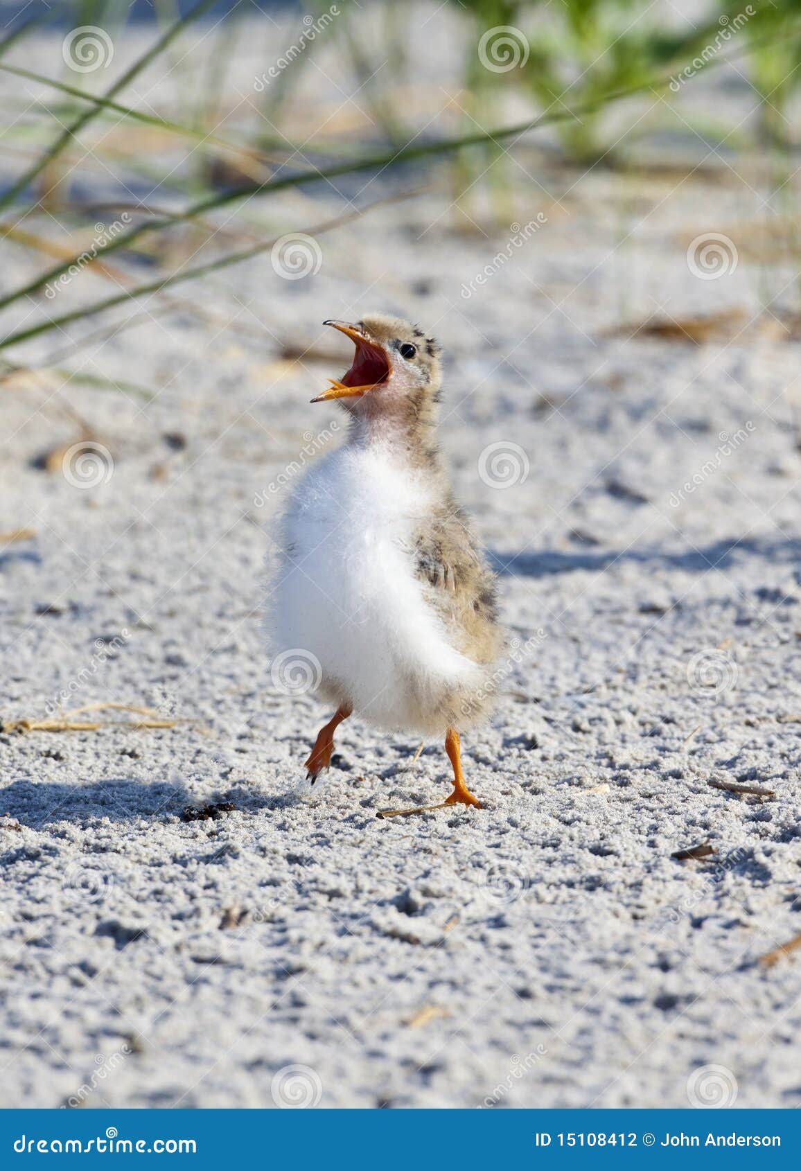 Common Tern (Sterna Hirundo) Young Bird Stock Photo - Image of early ...