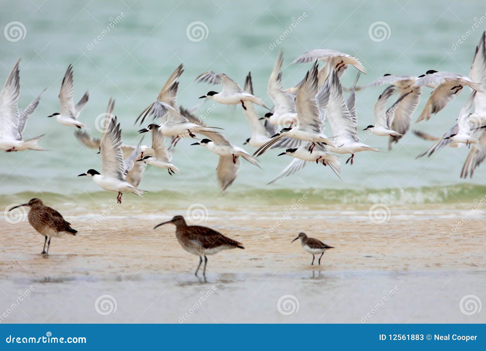 Common Terns in Flight stock image. Image of africa, common - 12561883