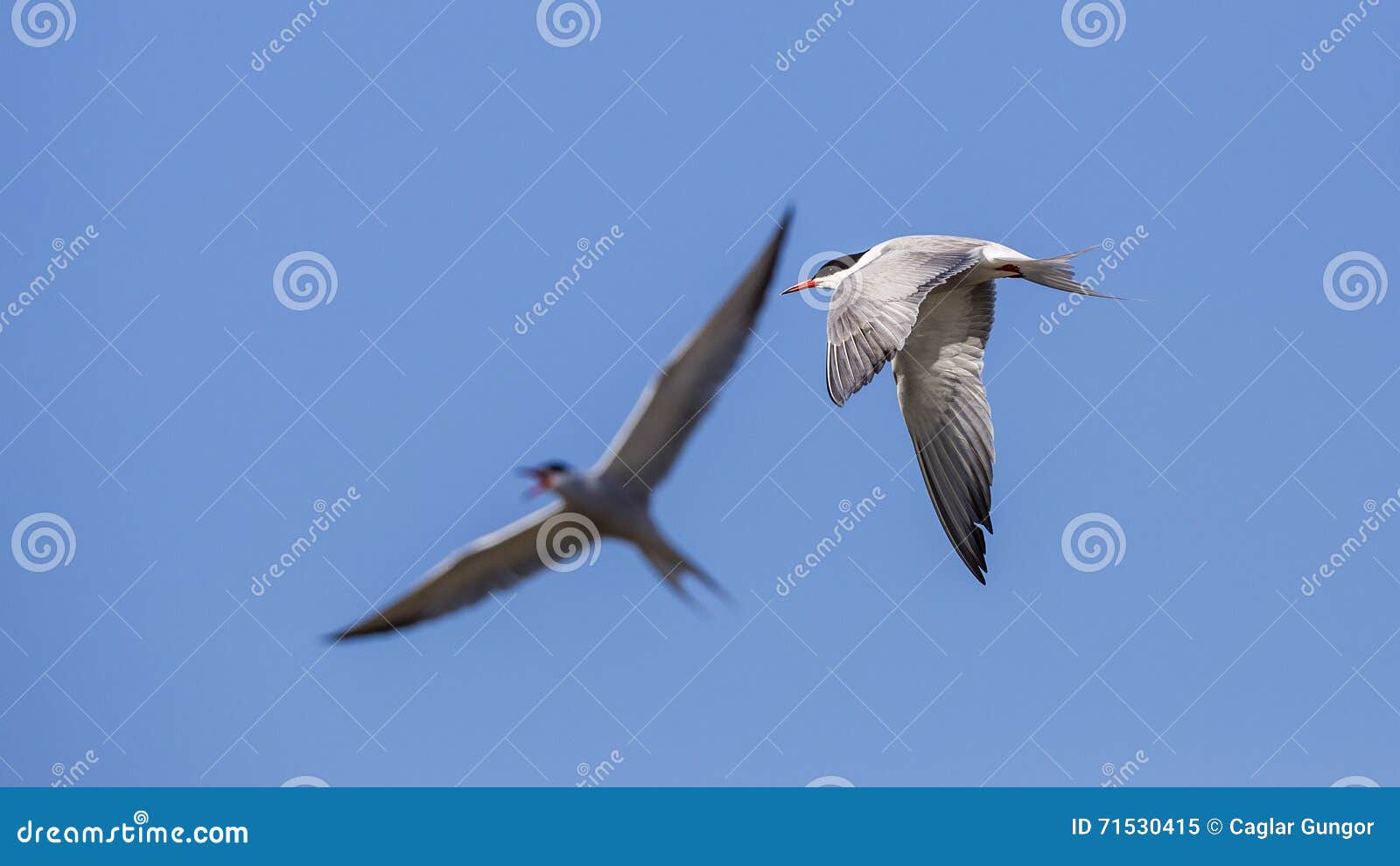 Common Terns in Flight stock image. Image of sterna, plumage - 71530415