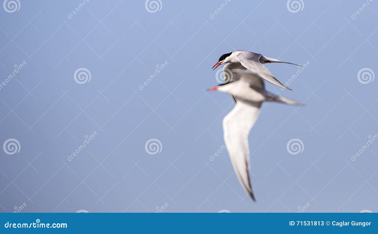 Common Terns in Flight stock image. Image of wing, ornithology - 71531813
