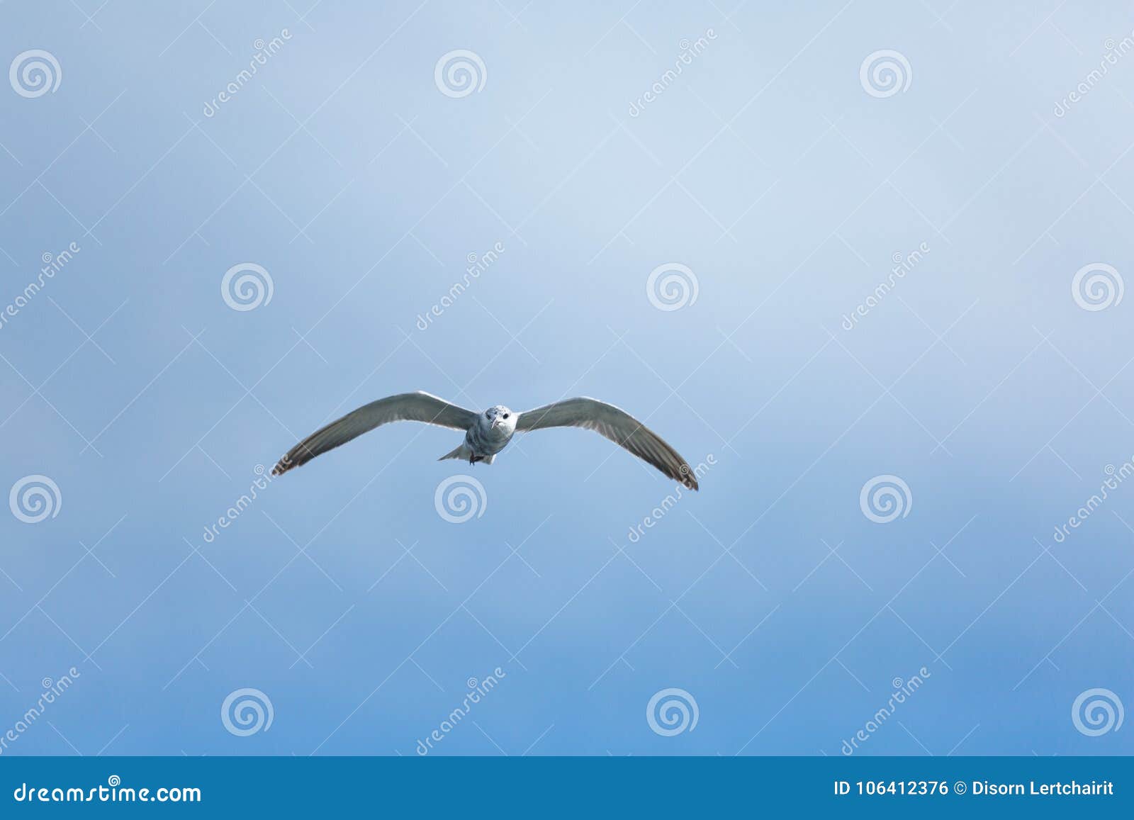Common Terns Flying in the Blue Sky Stock Photo - Image of common ...