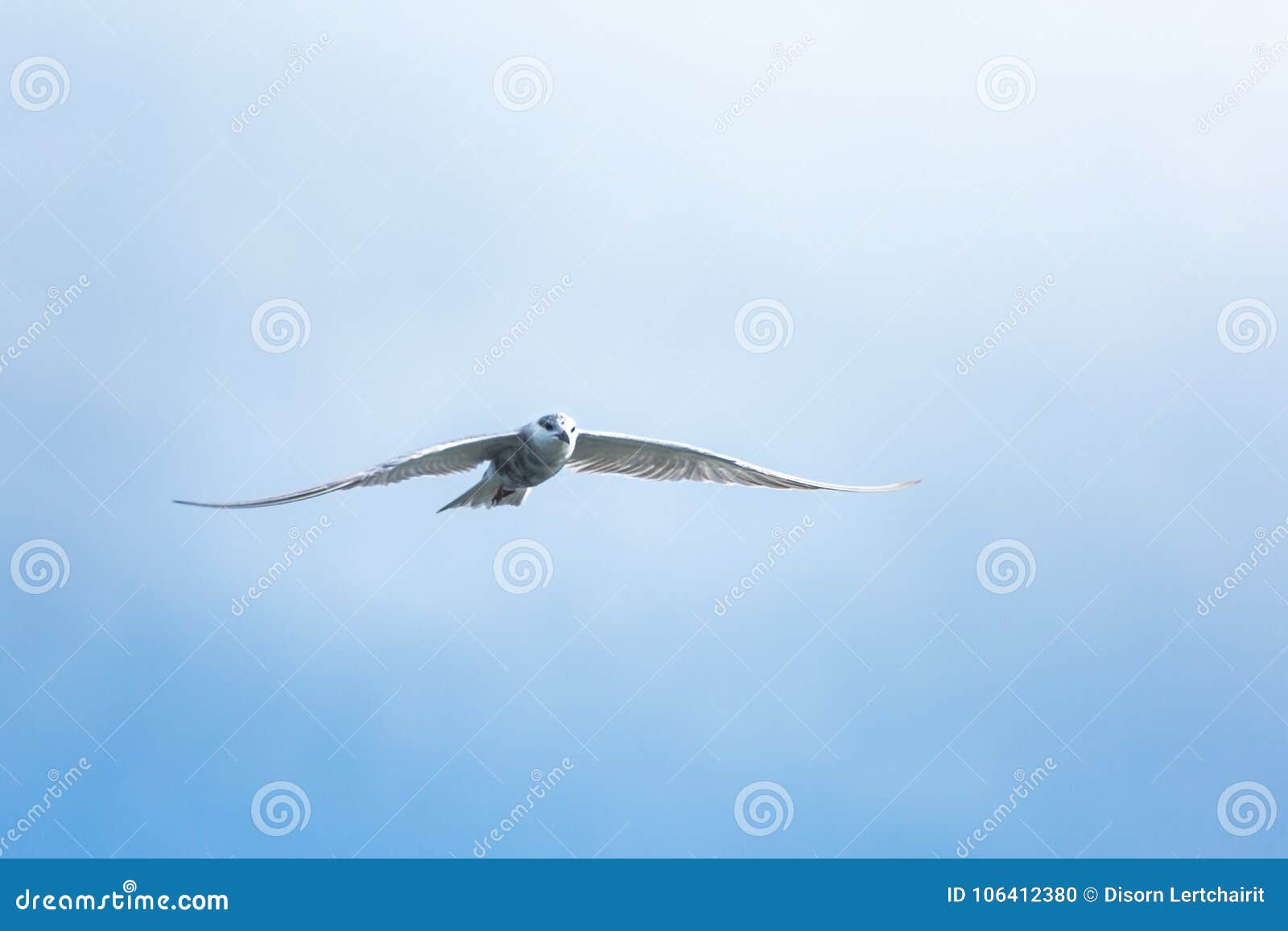 Common Terns Flying in the Blue Sky Stock Photo - Image of wild, nature ...