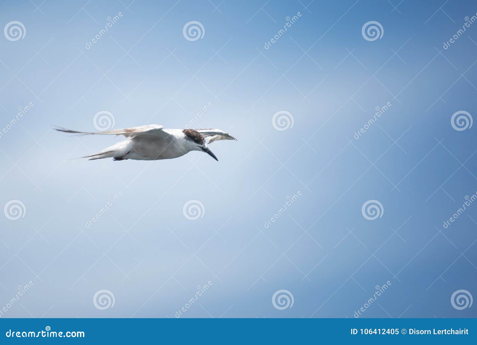 Common Terns Flying in the Blue Sky Stock Image - Image of paradisaea ...