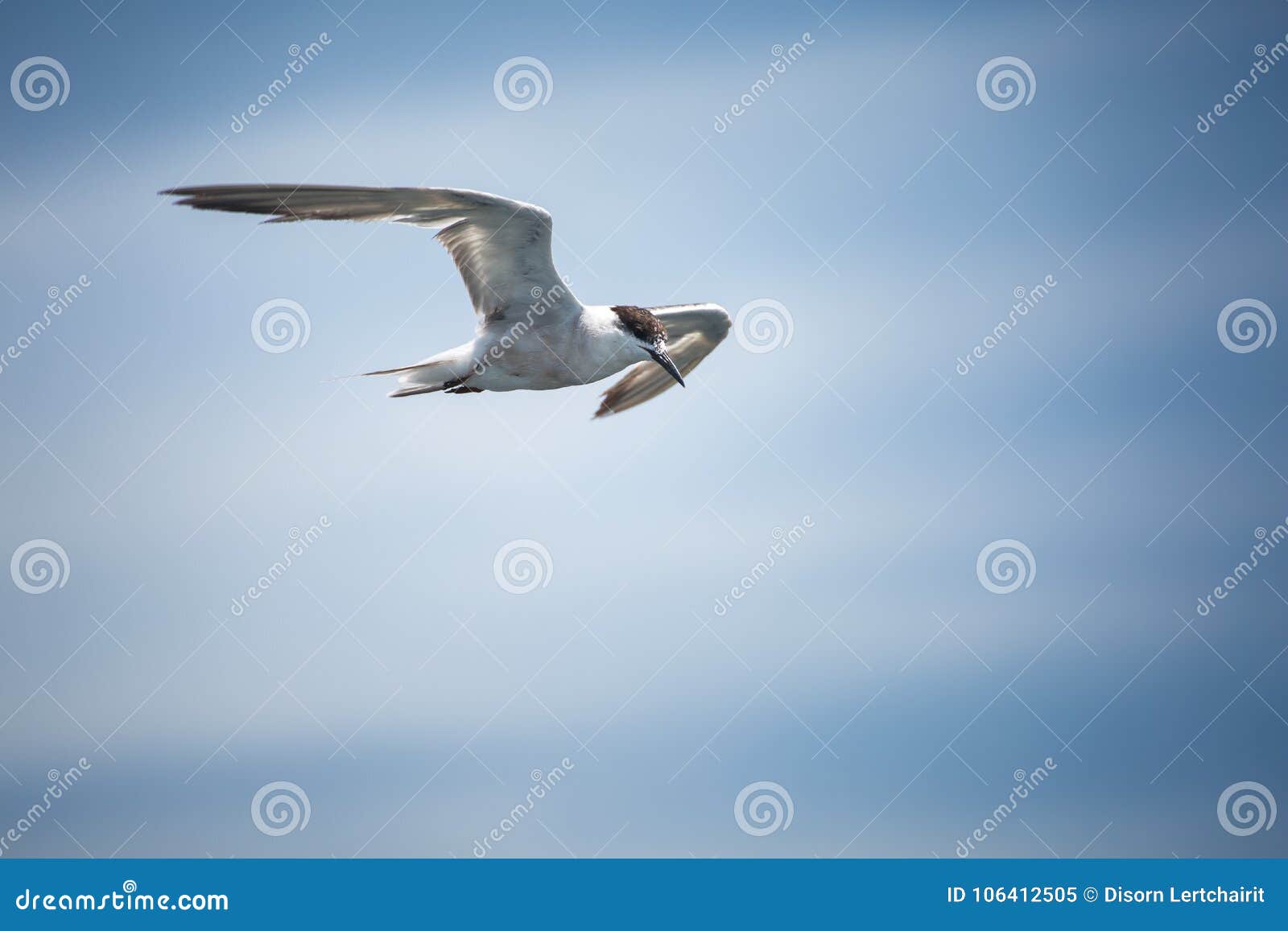 Common Terns Flying in the Blue Sky Stock Image - Image of wing, glide ...