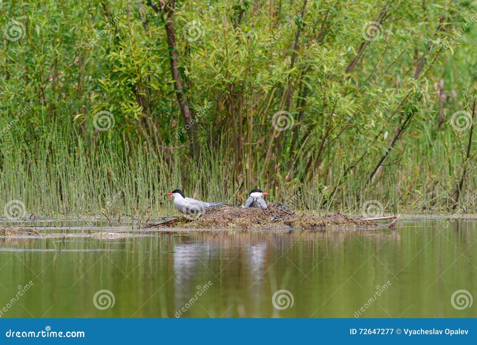 Common Terns on the nest stock image. Image of springtime - 72647277