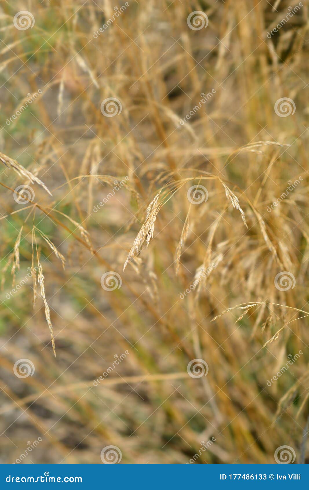 Common thatching grass stock image. Image of grass, thatching - 177486133