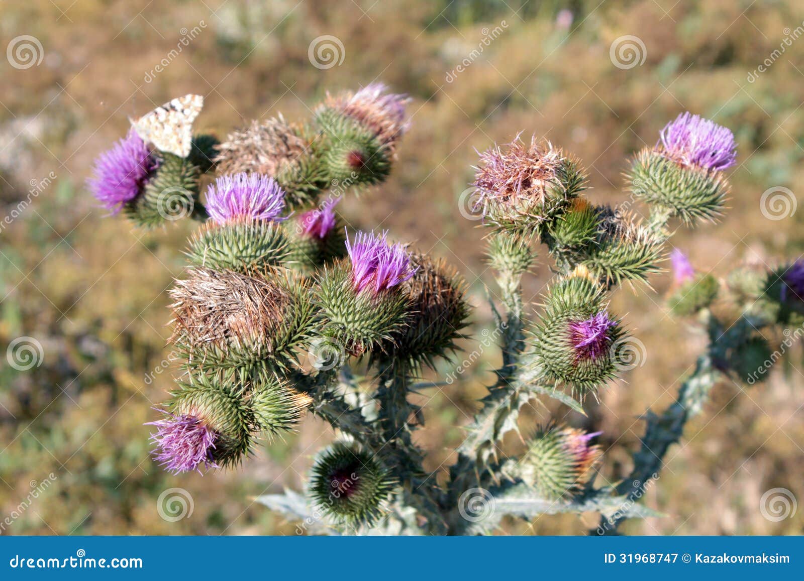 Common Thistle (Cirsium Vulgare) Stock Image - Image of medicinal ...