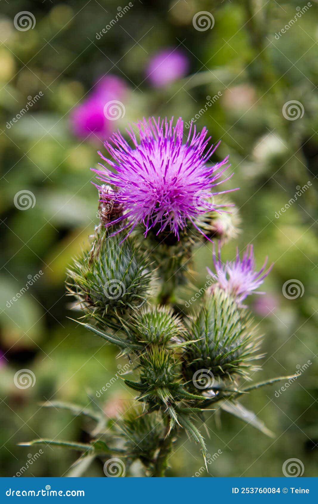 The Common thistle stock photo. Image of blooming, gardening - 253760084