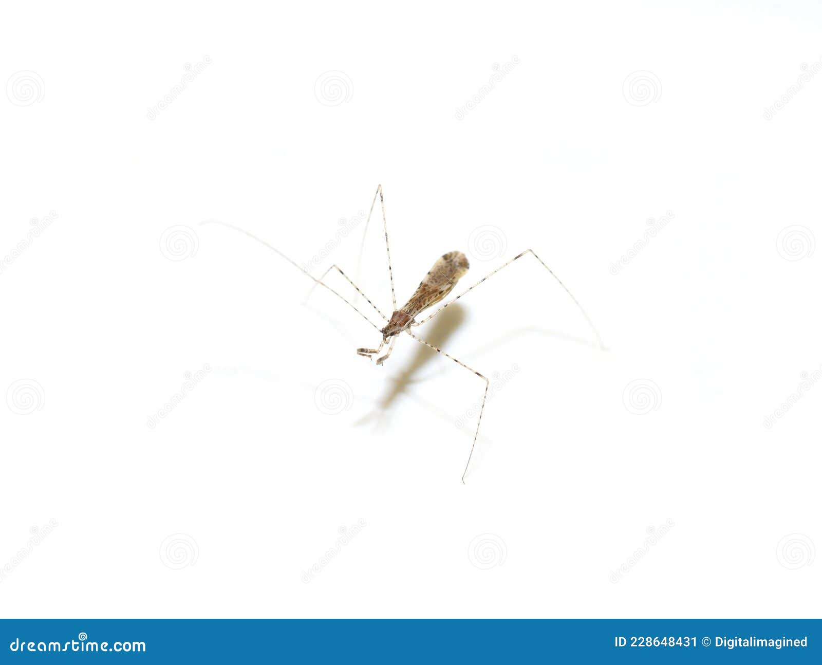 Empicoris Vagabundus Common Thread-legged Assassin Bug Stock Image ...