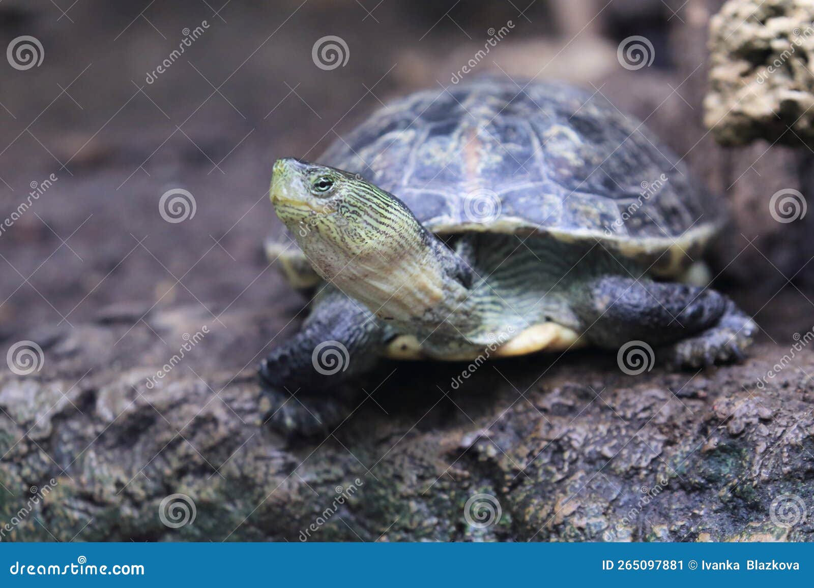 Common thread turtle stock image. Image of striped, animal - 265097881