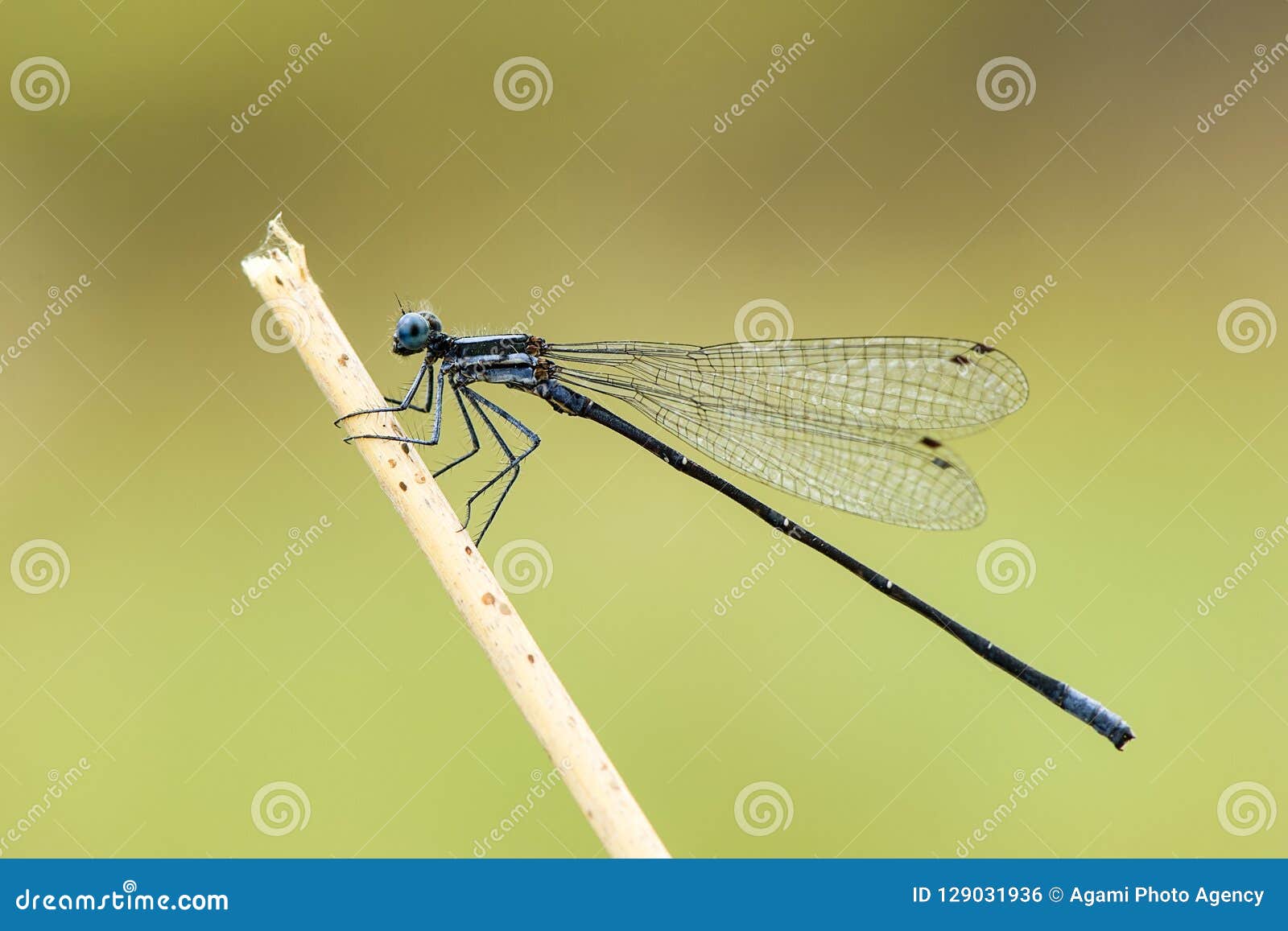 Common Threadtail, Elattoneura Glauca Stock Photo - Image of dragonfly ...
