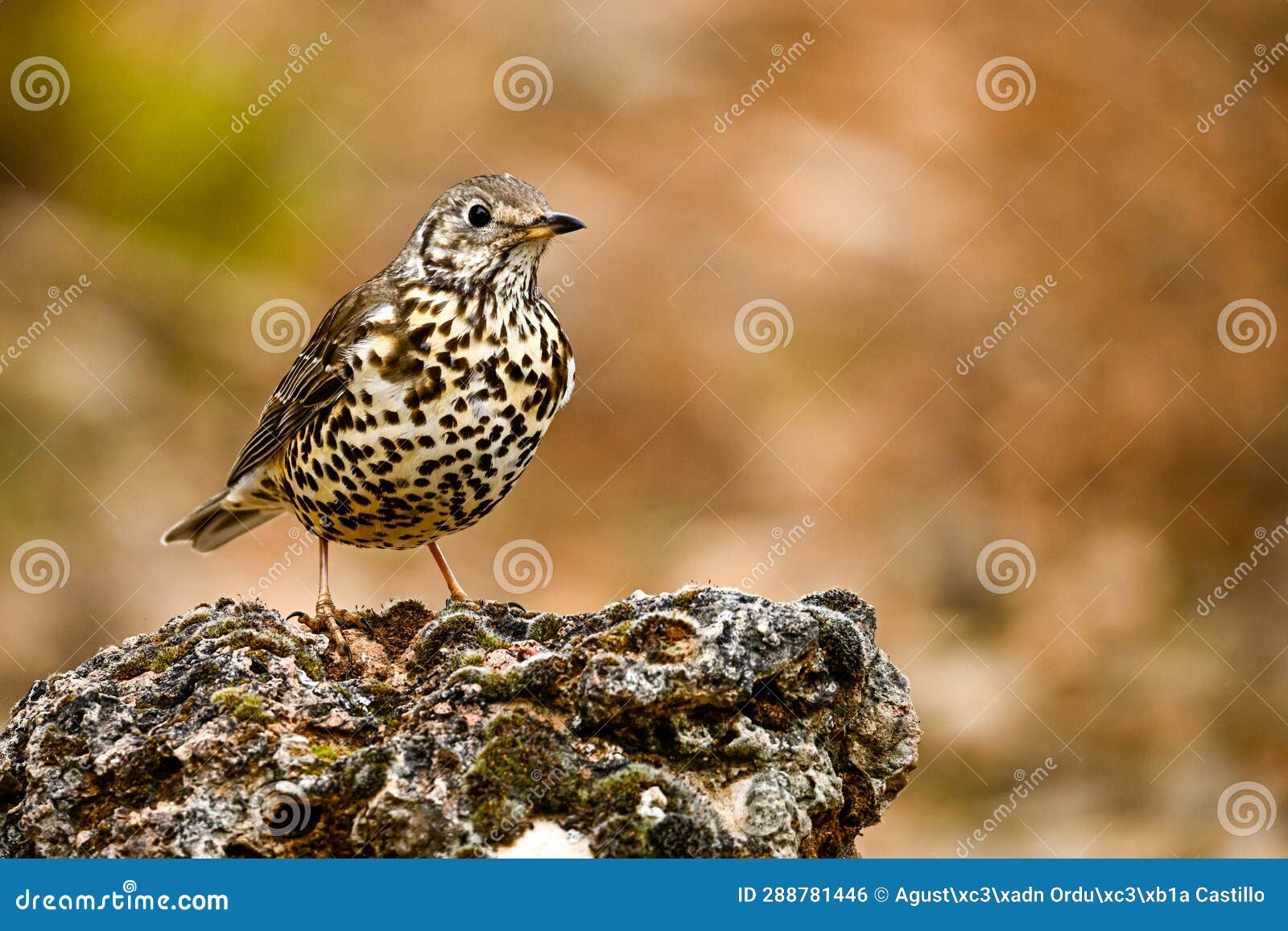 Common Thrush or Turdus Viscivorus, Perched on a Rock. Stock Photo ...