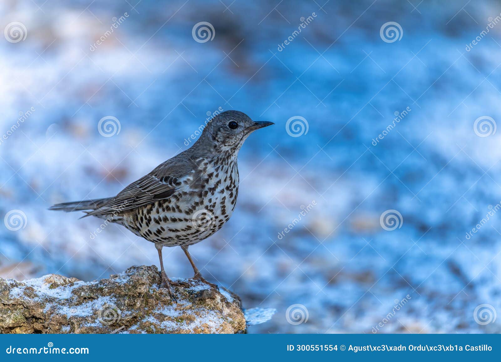 Common Thrush or Turdus Viscivorus, Perched on a Rock. Stock Photo ...